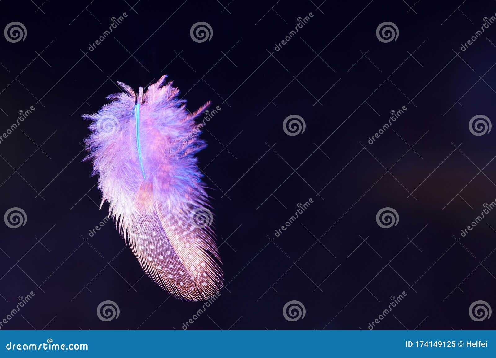 Colorful Bird Feather Photographed by an Unknown Bird in the Studio ...