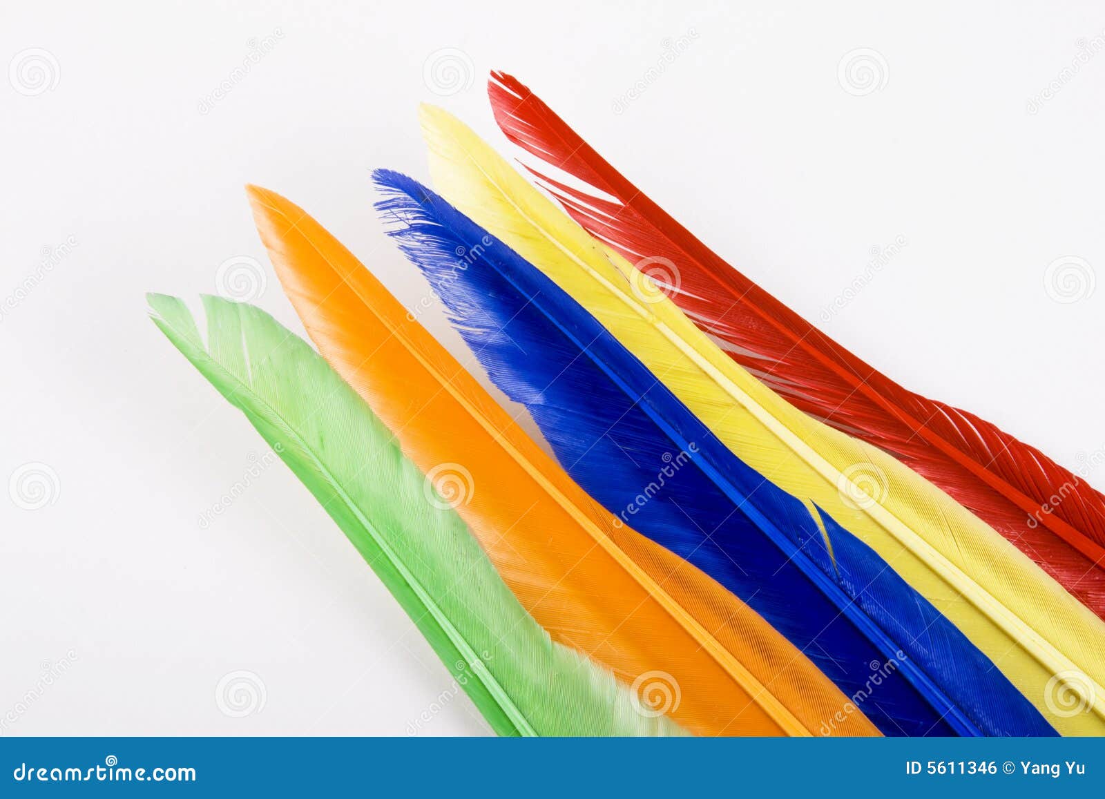 Colorful bird feathers stock photo. Image of colored, closeup - 5611346