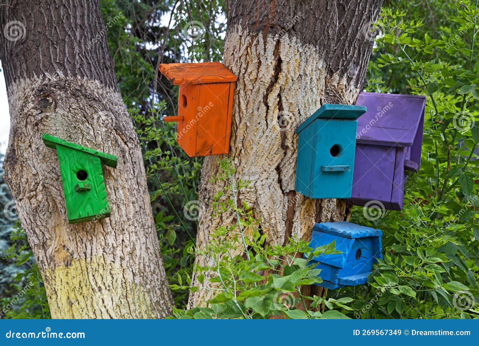 Colorful Bird Houses in a Tree Stock Image - Image of tree, material ...