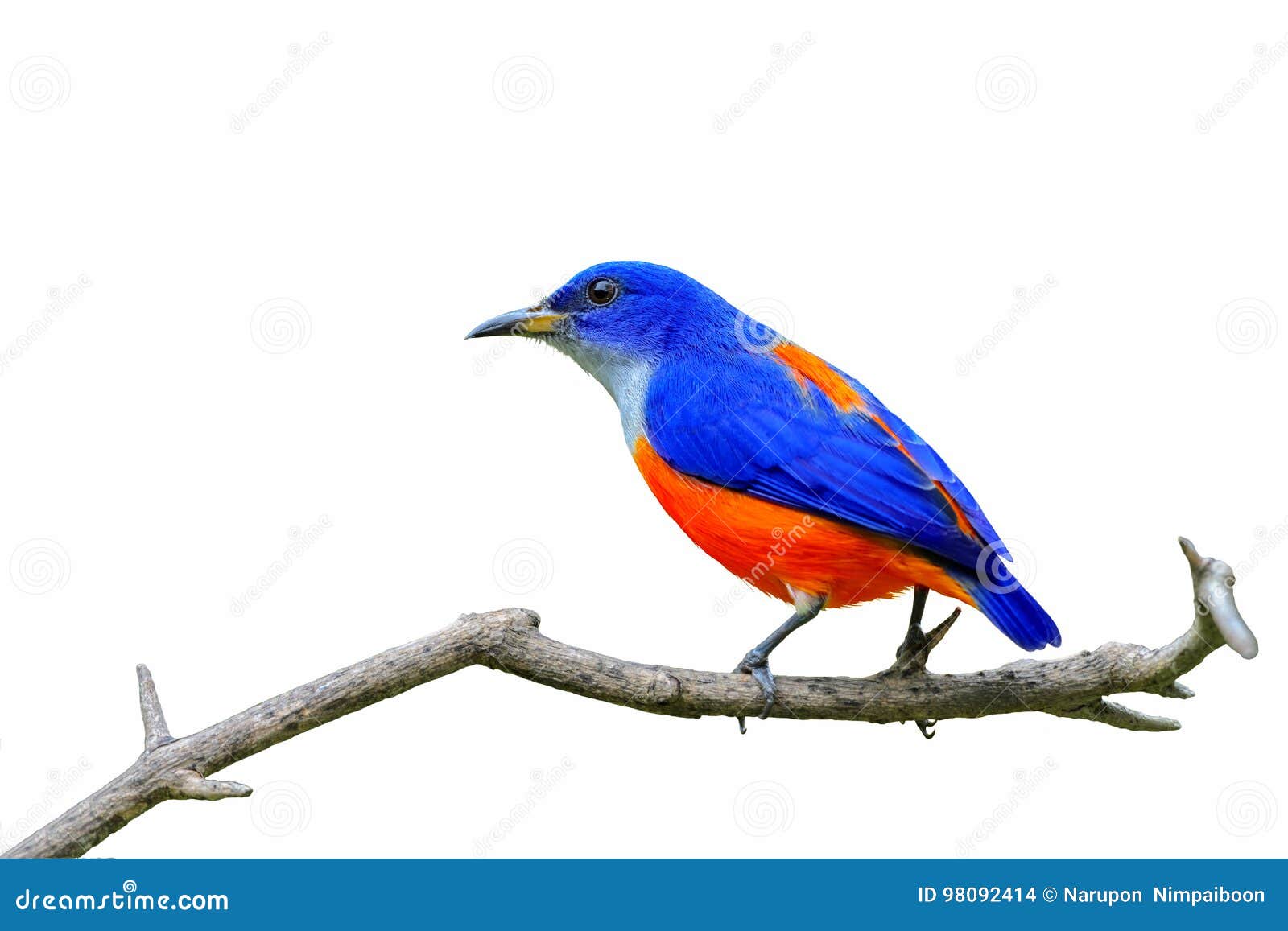 Colorful Bird Isolated on Branch with White Background. Stock Photo ...