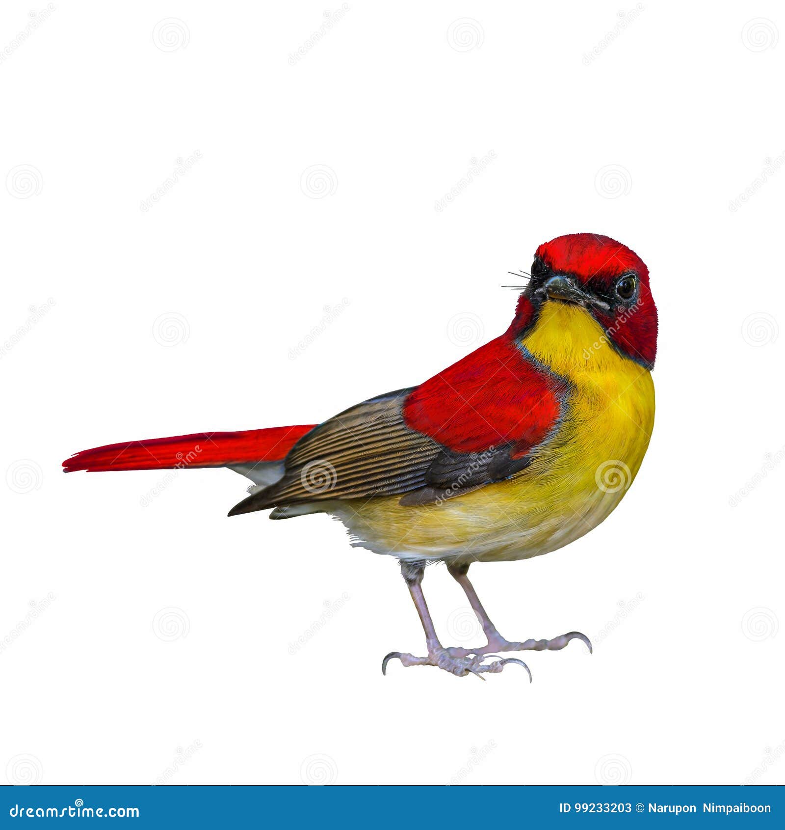 Colorful bird isolated. stock image. Image of poultry - 99233203