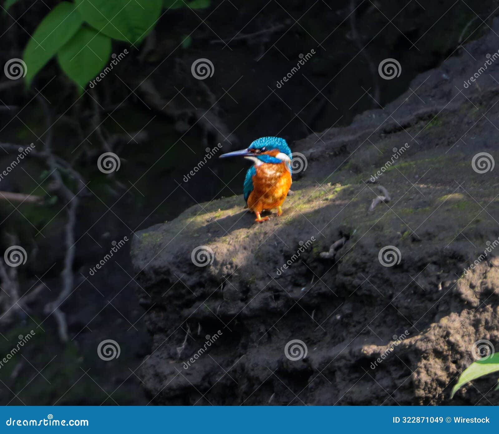 Colorful Bird on Rock Perch Stock Image - Image of perch, natural ...