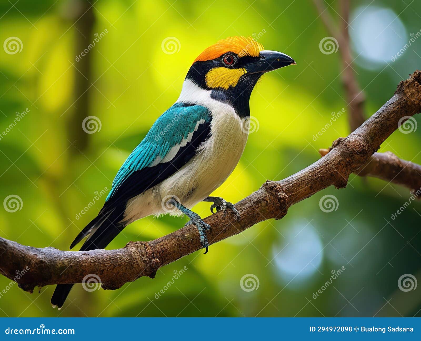 Colorful Bird Silver Breasted Broadbil Made with Generative AI ...