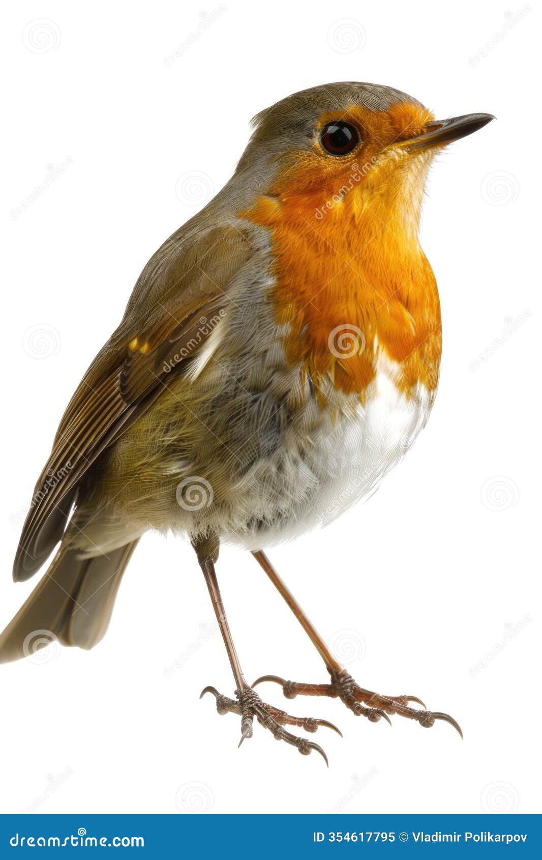 A Colorful Bird Standing on a Plain White Surface, Versatile for ...