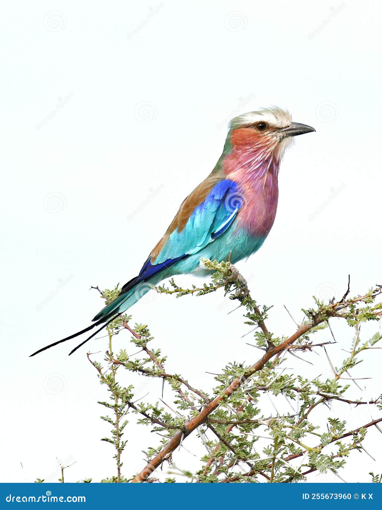 The Colorful Bird on the Tree Stock Photo - Image of colorful, drawing ...