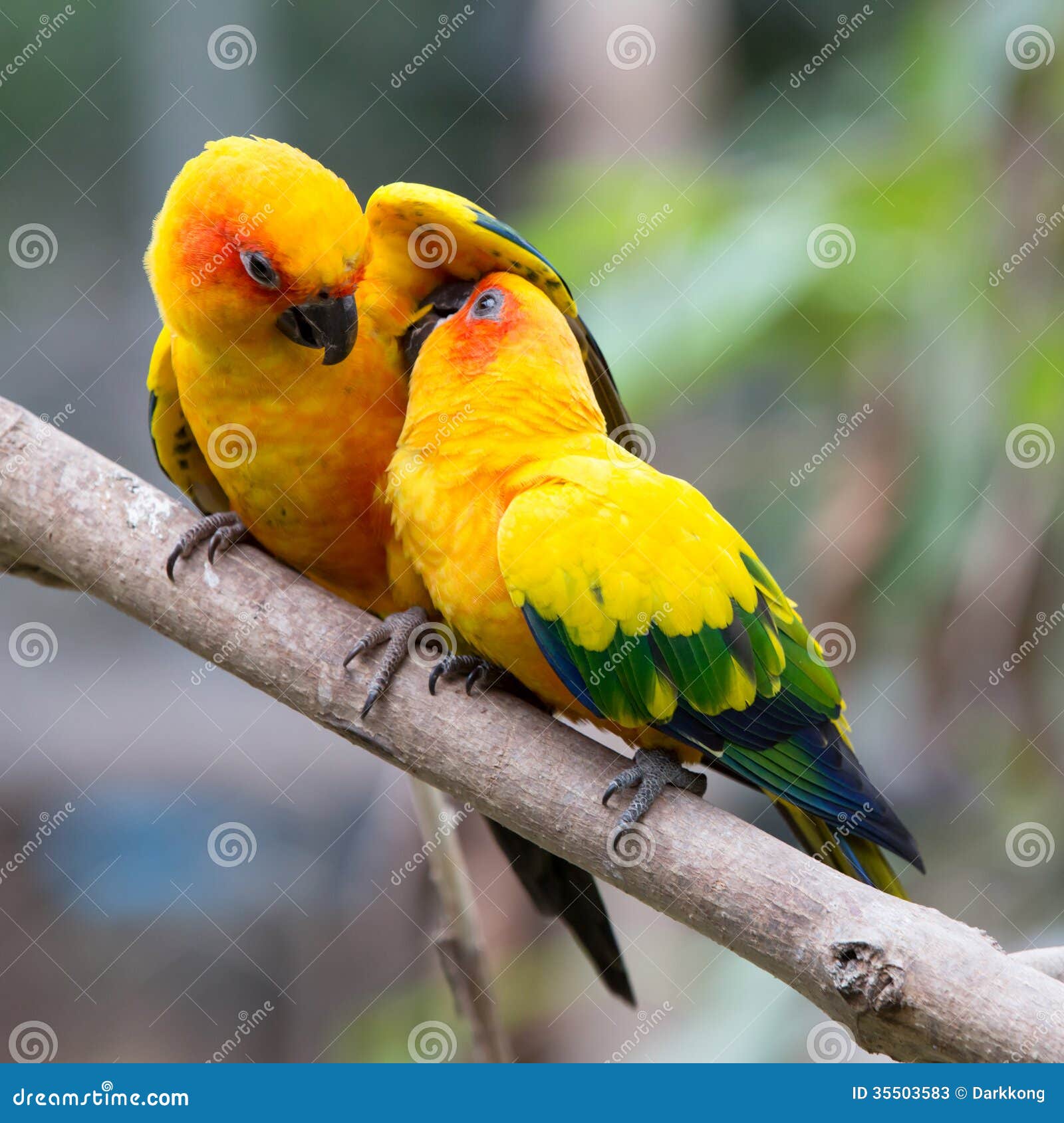 Colorful birds stock image. Image of bird, plumage, parakeet - 35503583