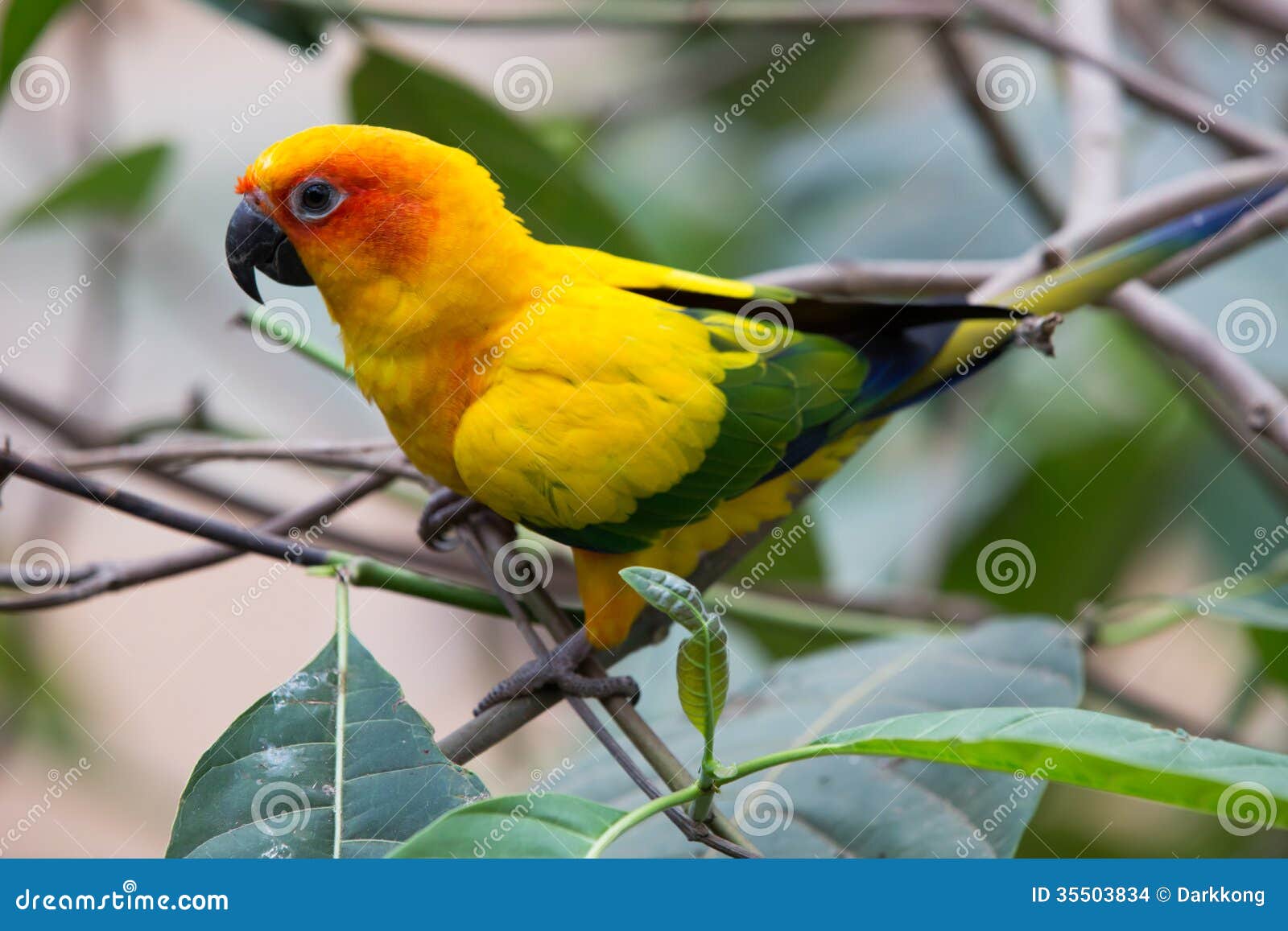 Colorful birds stock photo. Image of animals, tail, life - 35503834