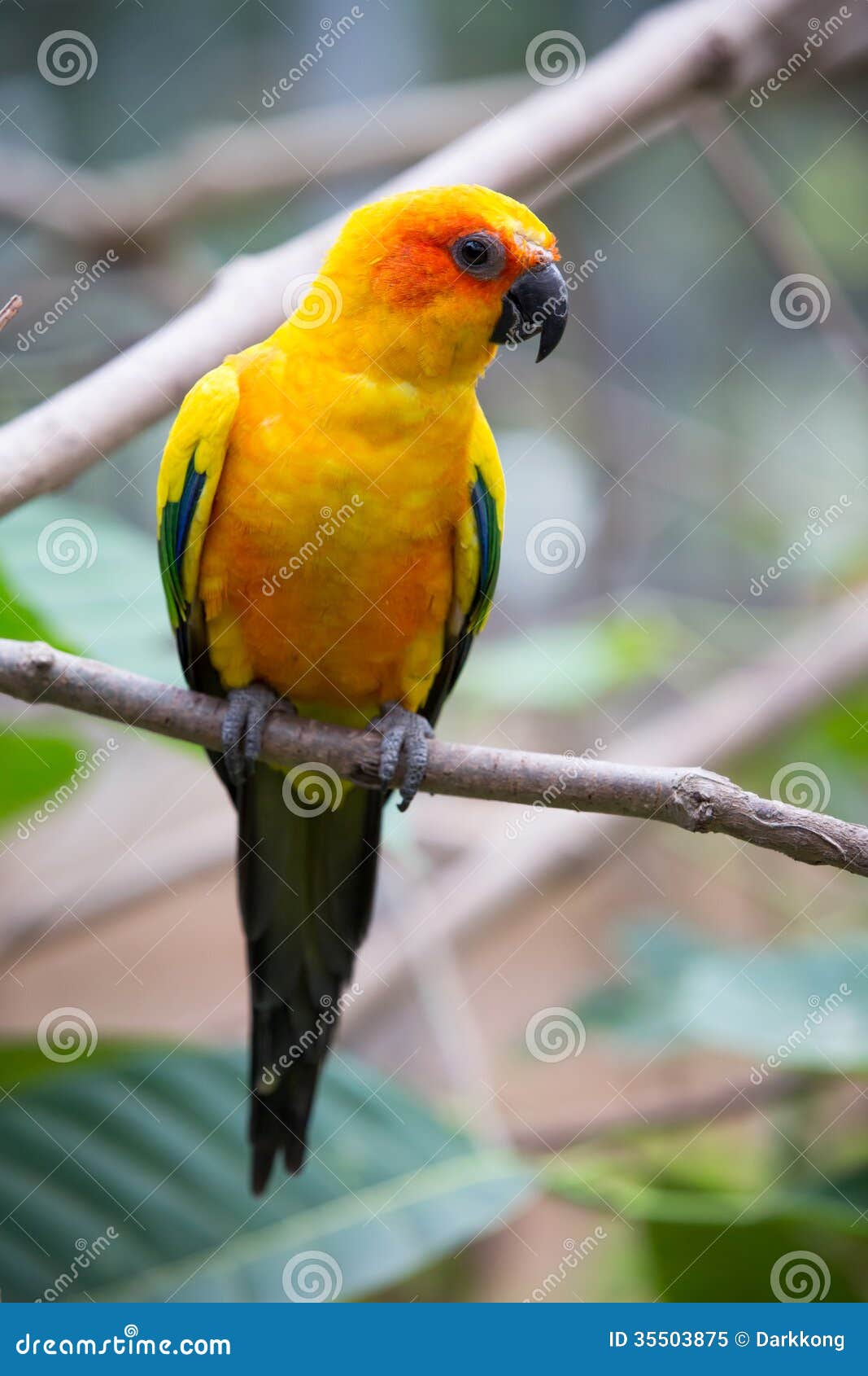 Colorful birds stock image. Image of parrot, beak, life - 35503875