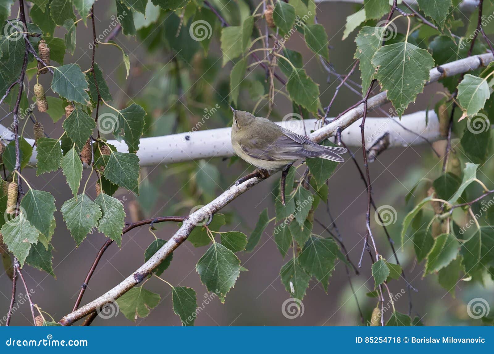 Colorful Birds between the Leaves of a Tree Stock Photo - Image of ...