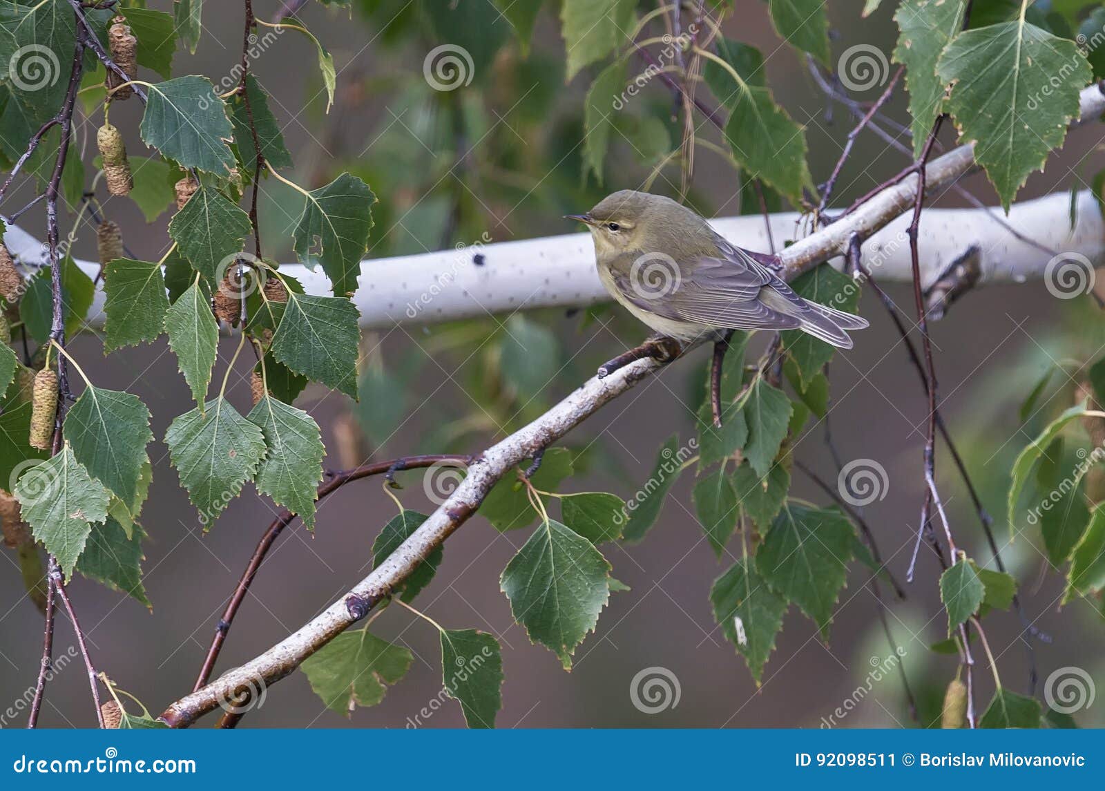Colorful Birds between the Leaves of a Tree Stock Image - Image of wood ...