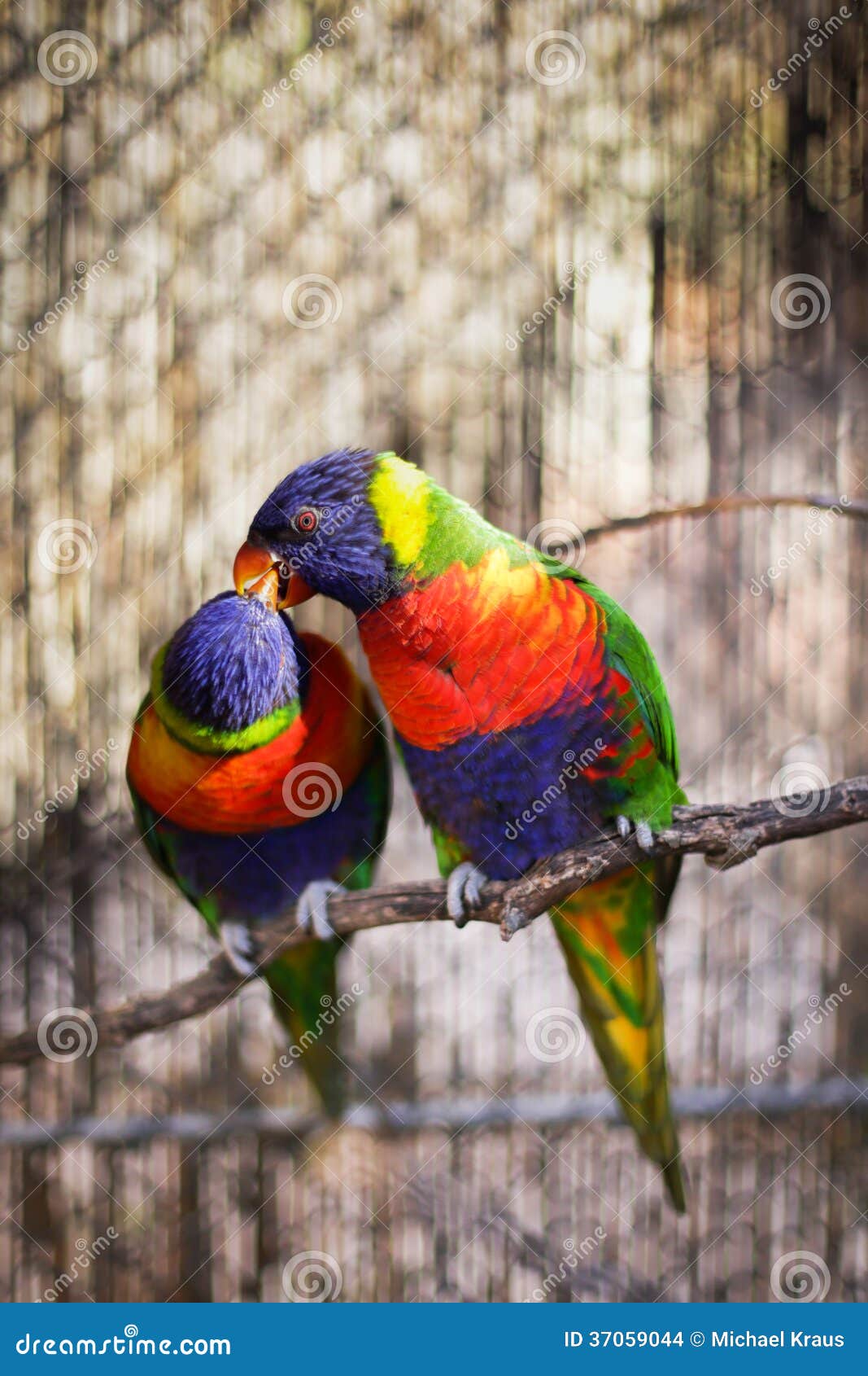 Colorful Birds stock photo. Image of habitat, animal - 37059044