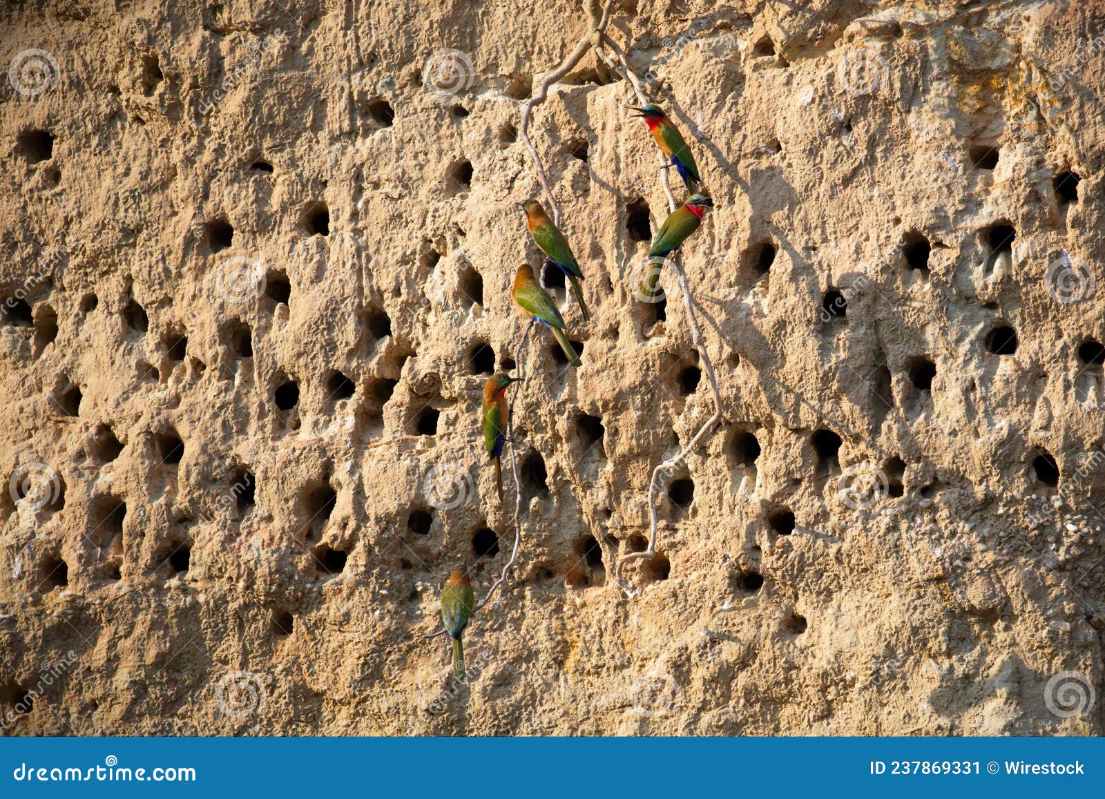 Colorful birds in Uganda stock image. Image of parrots - 237869331