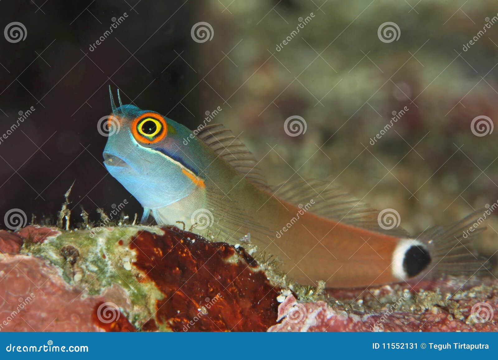Colorful blenny fish stock image. Image of fish, colorful - 11552131