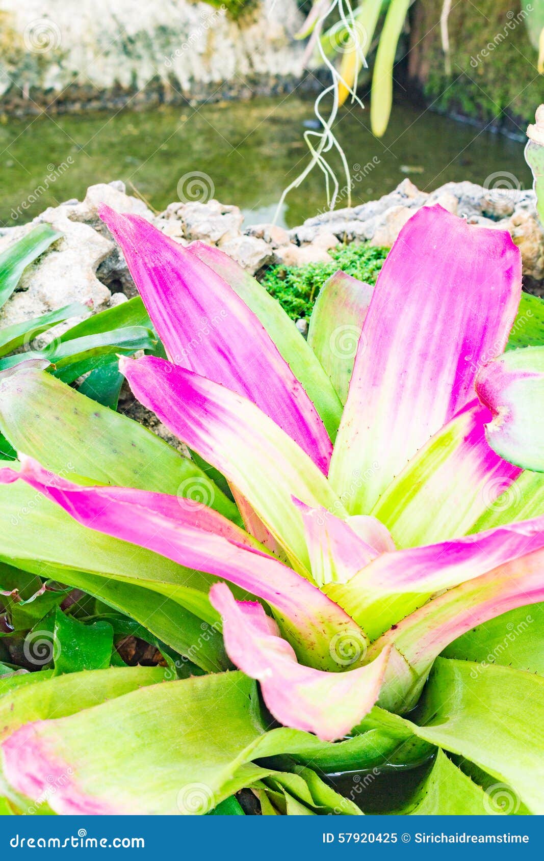 Colorful Blooming Bromeliad Plants Stock Image - Image of bright, field ...