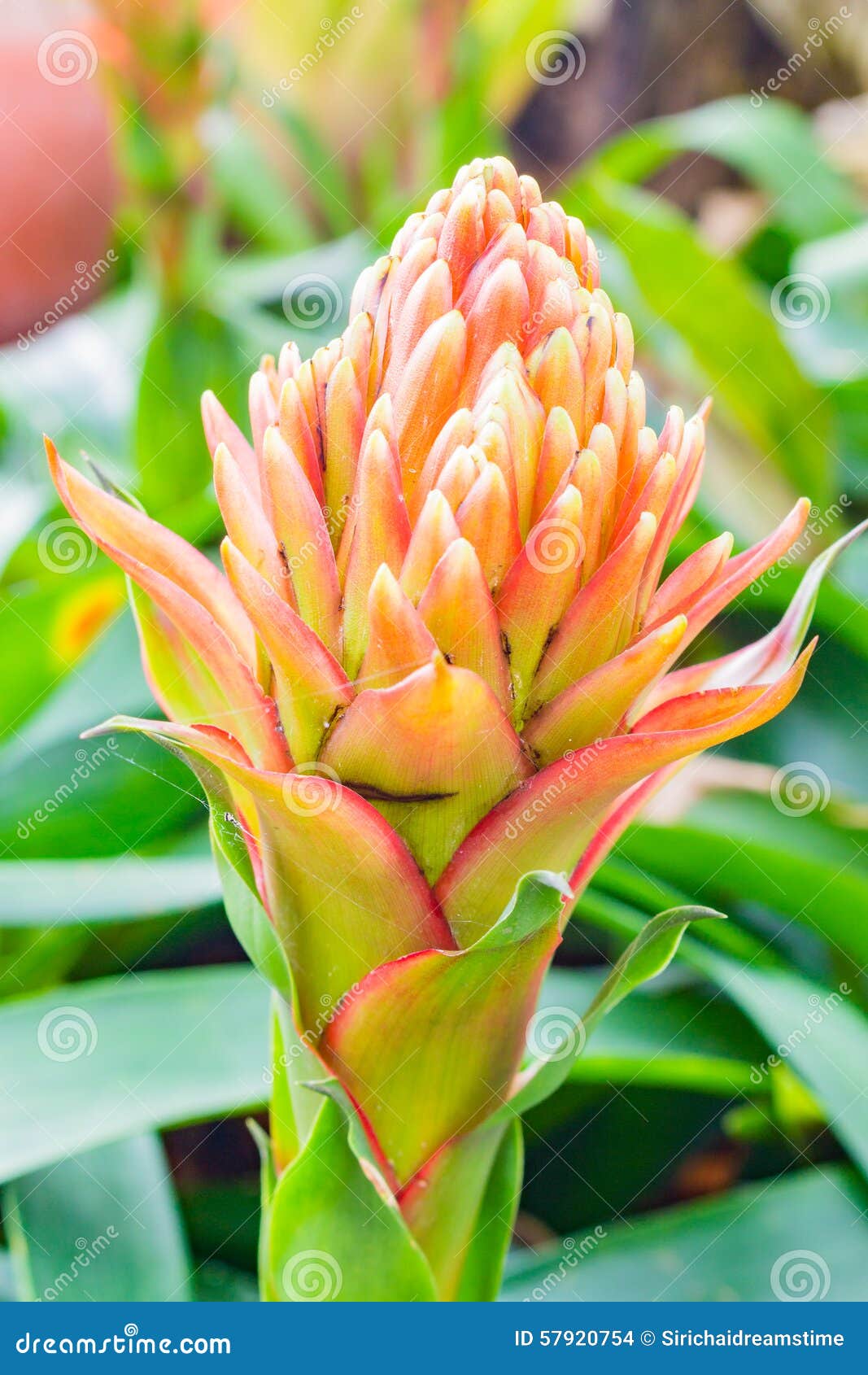 Colorful Blooming Bromeliad Plants Stock Photo - Image of bromeliad ...
