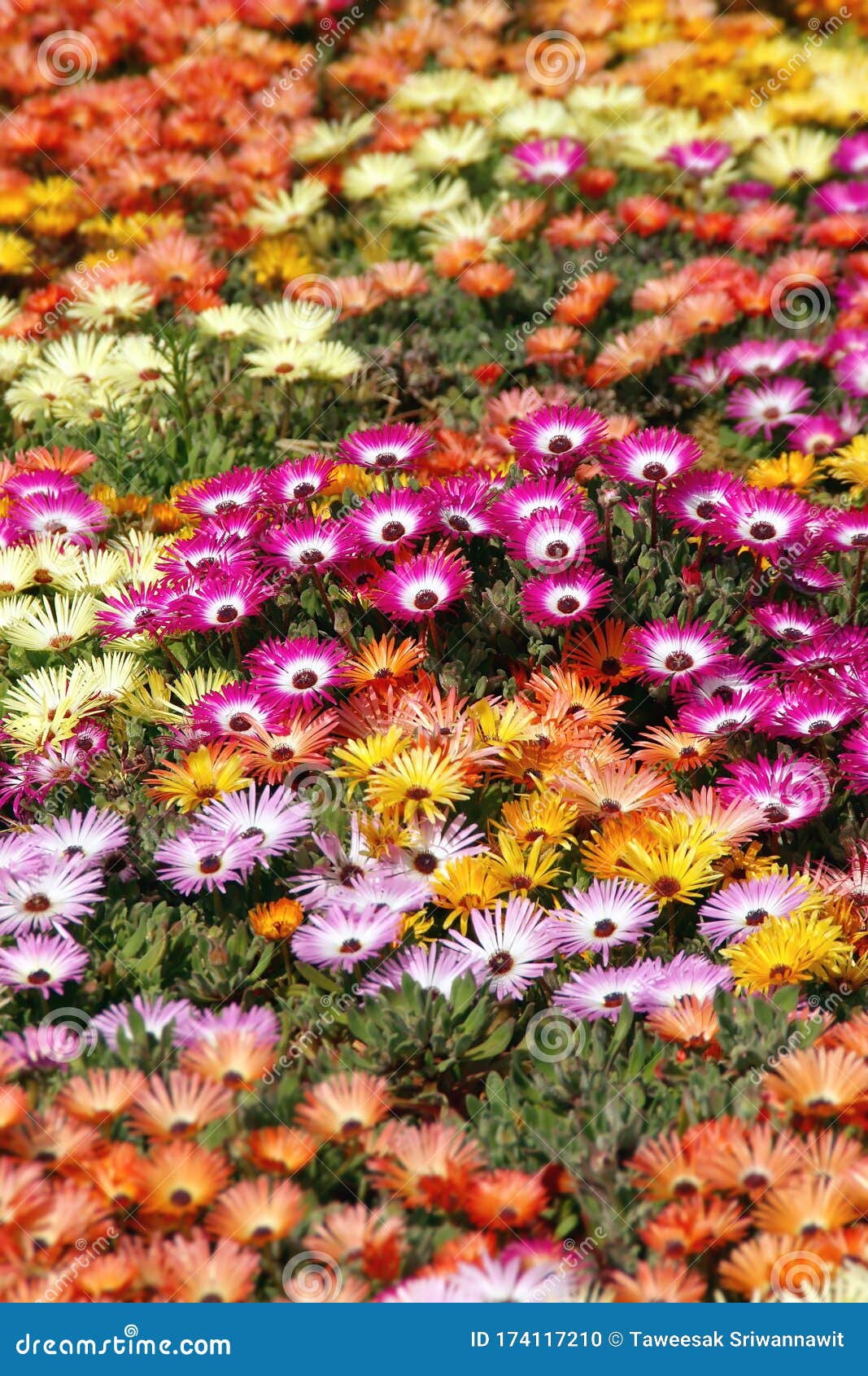 Colorful Blooming Daisy Flowers Stock Photo - Image of garden, orange ...