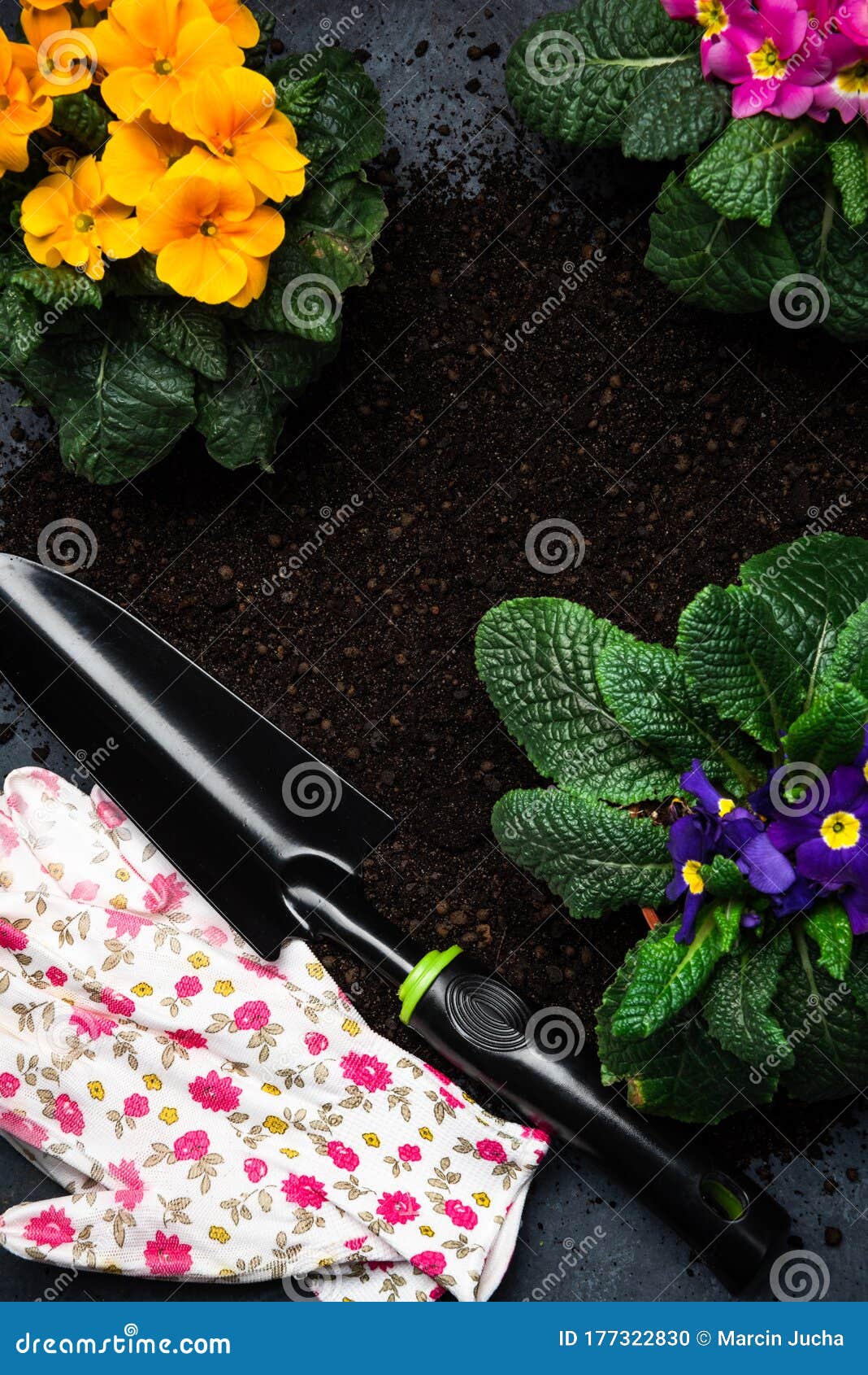Colorful Blooming Primrose or Primula and Gardening Tools. Early Spring ...