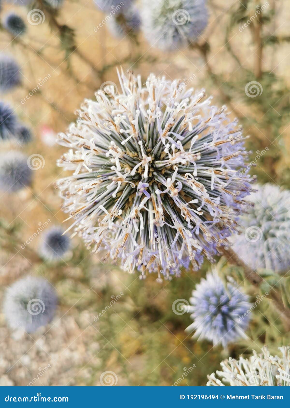 Colorful Blooming Round Thorn Stock Photo - Image of branch, nature ...