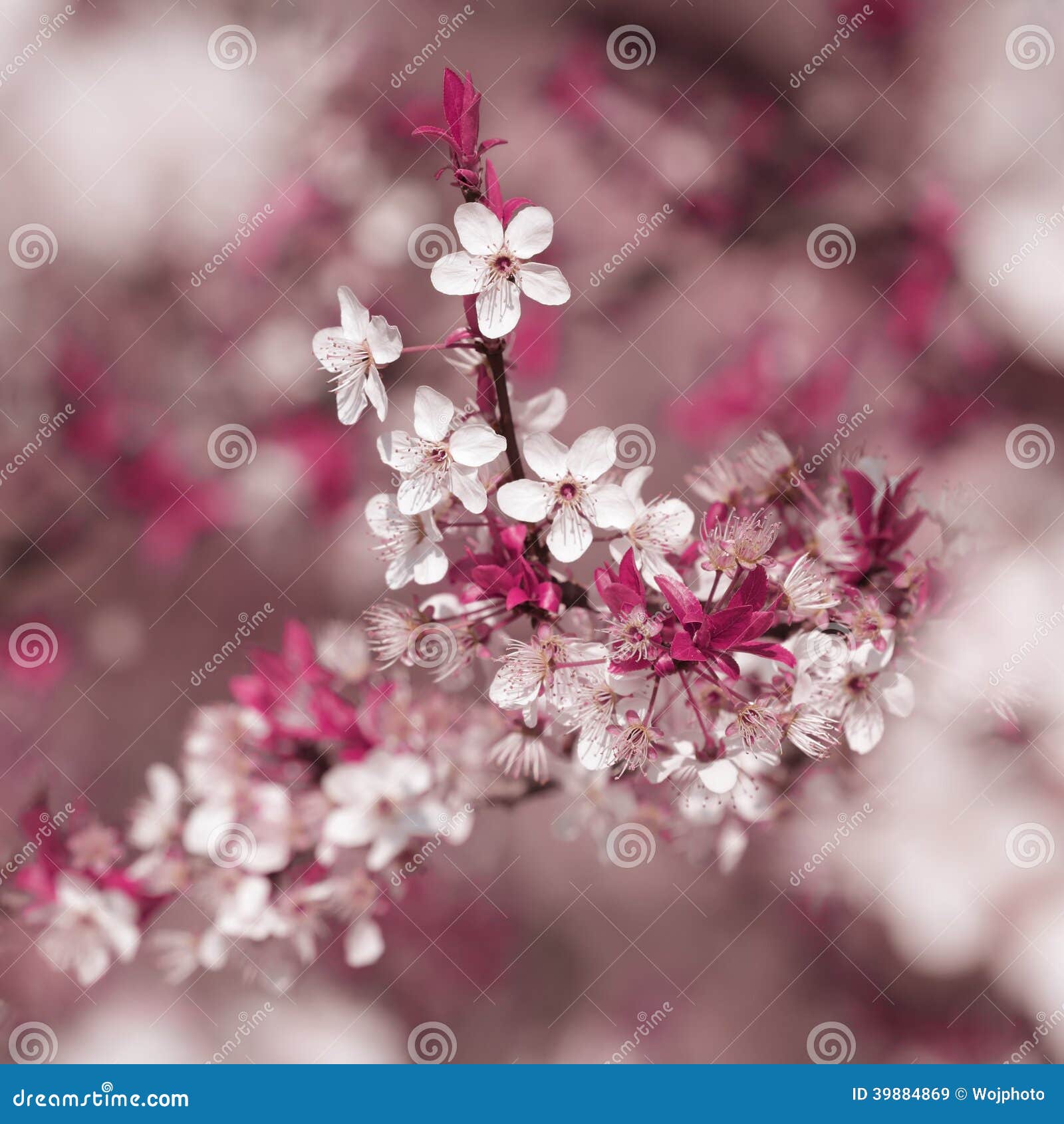 Colorful Blooming Tree in Springtime Stock Image - Image of artistic ...