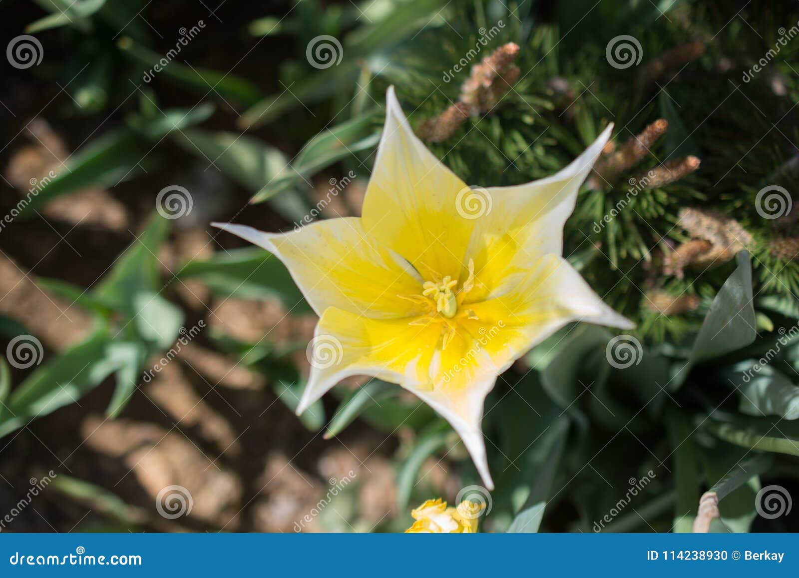 Colorful Blooming Wild Spring Flowers in View Stock Photo - Image of ...