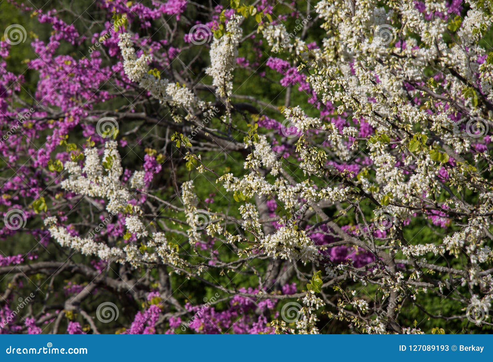 Colorful Blooming Wild Spring Flowers in View Stock Image - Image of ...