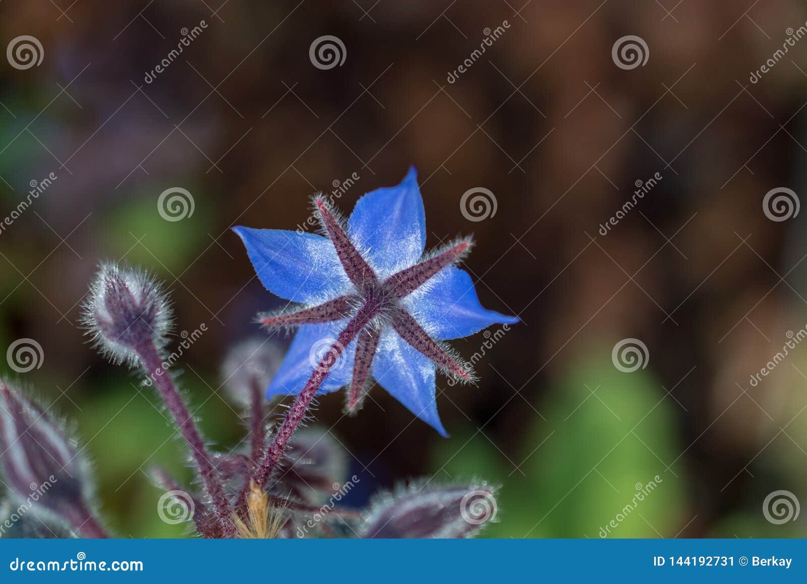 Colorful Blooming Wild Spring Flowers in View Stock Image - Image of ...