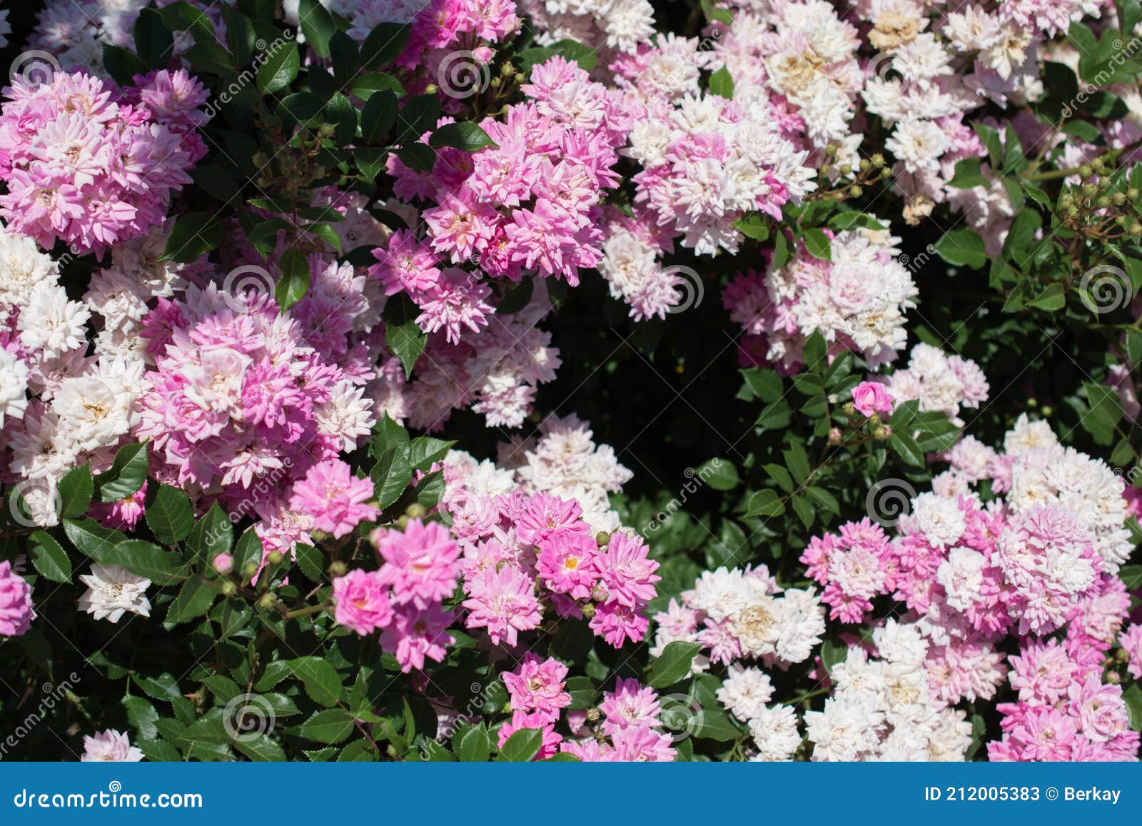 Colorful Blooming Wild Spring Flowers in View Stock Image - Image of ...