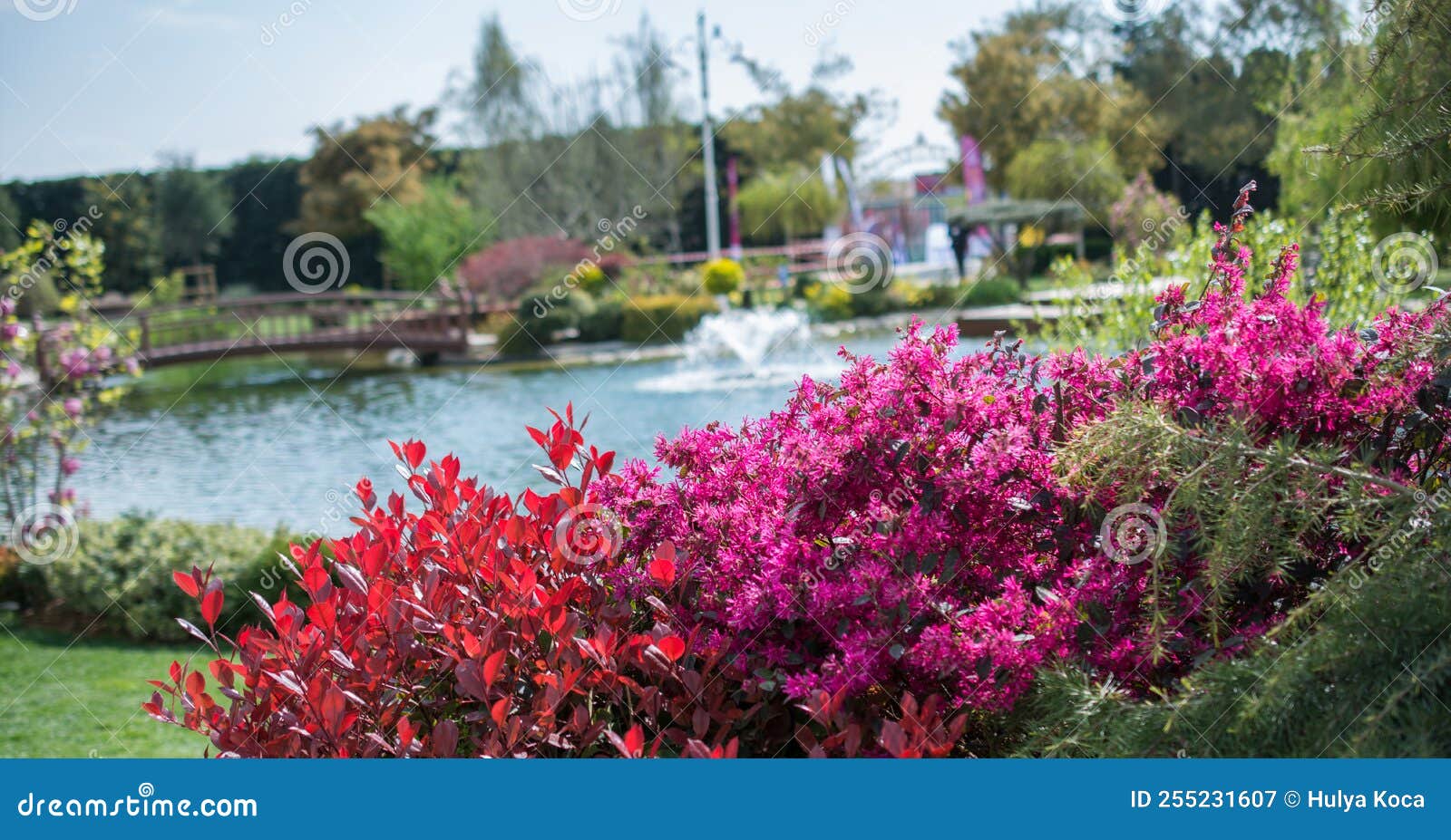Colorful Blooming Wild Spring Flowers in View Stock Image - Image of ...