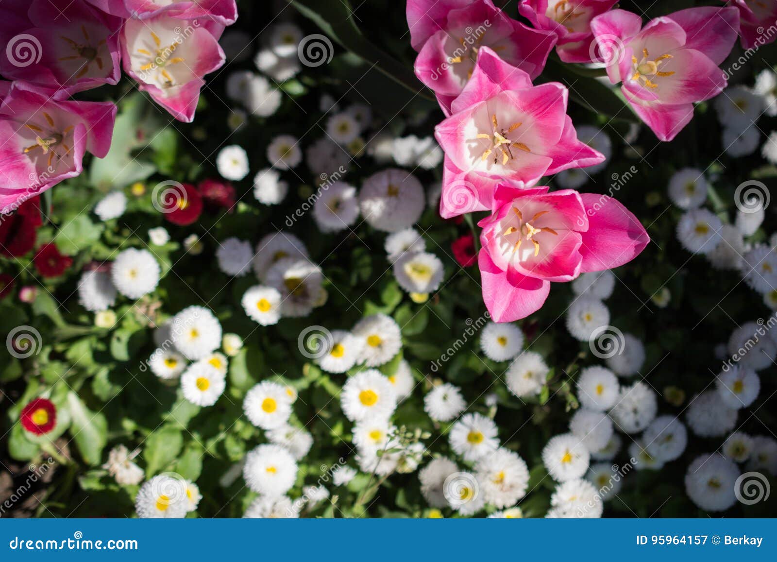 Colorful Blooming Wild Spring Flowers in View Stock Image - Image of ...