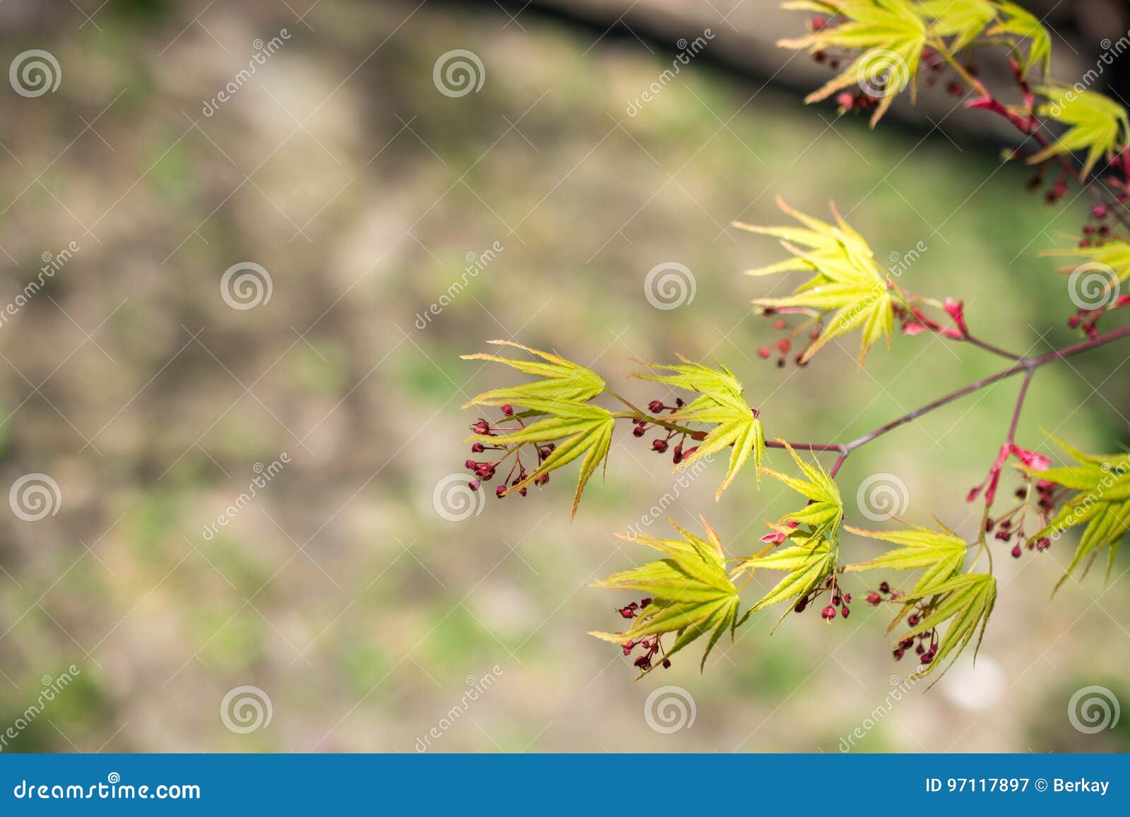 Colorful Blooming Wild Spring Flowers in View Stock Image - Image of ...