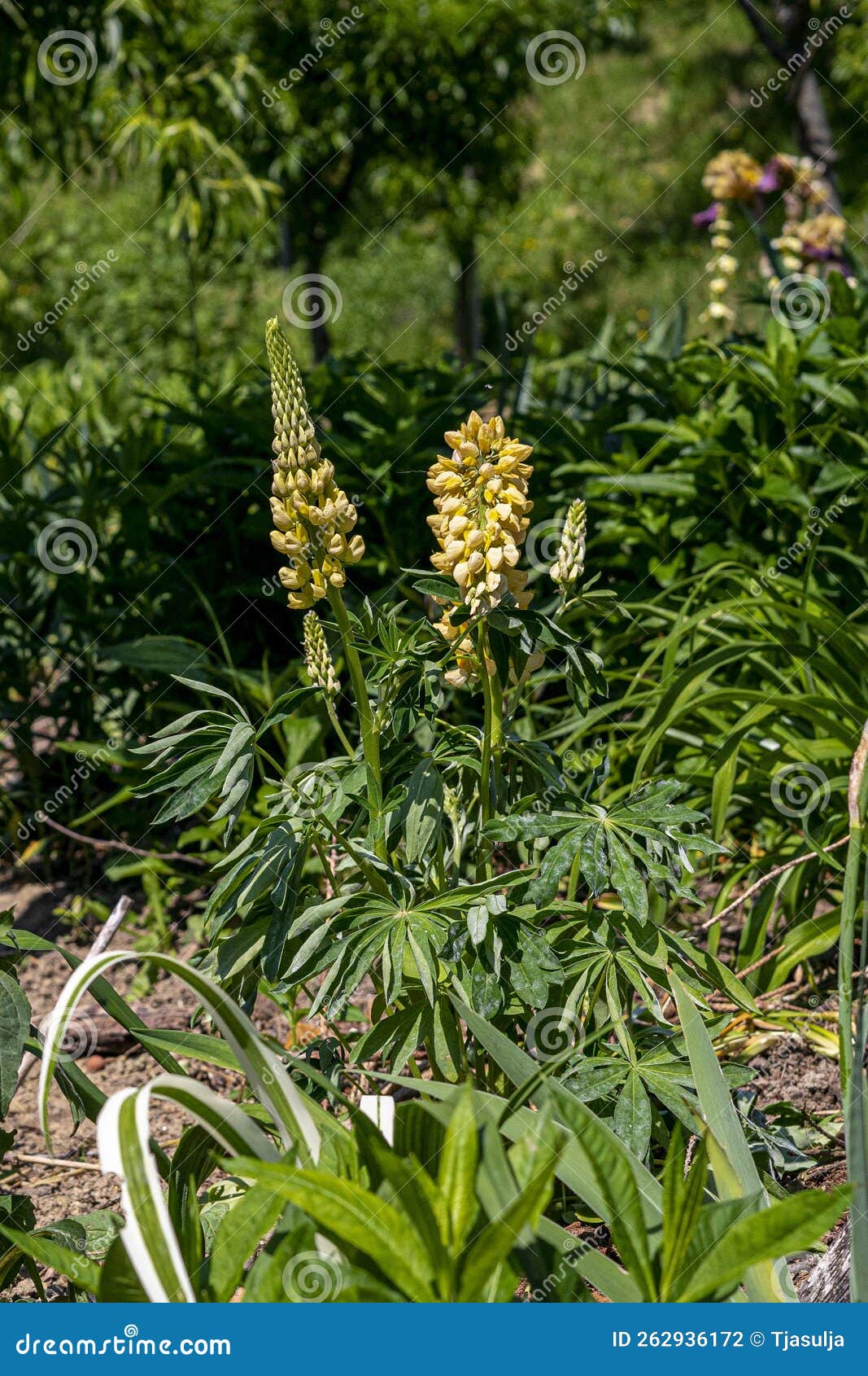 Colorful Blossoms in the Garden Stock Photo - Image of blossom ...