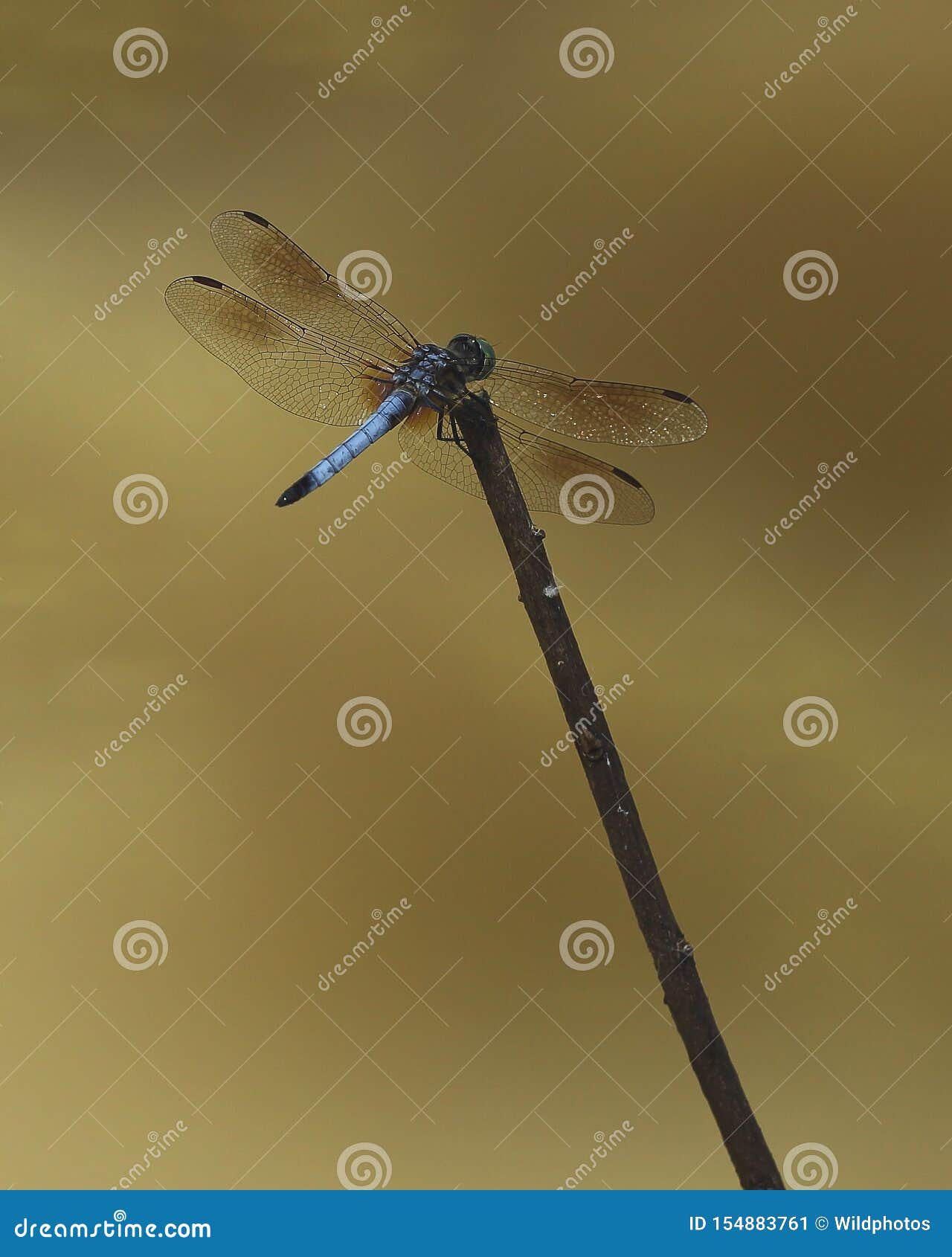 Colorful Blue Dasher Dragonfly Stock Image - Image of colorful ...
