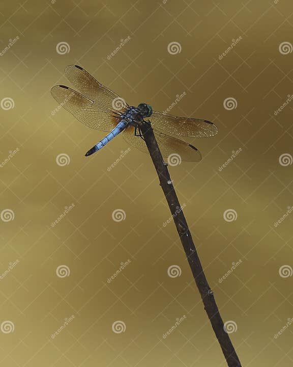Colorful Blue Dasher Dragonfly Stock Image - Image of colorful ...