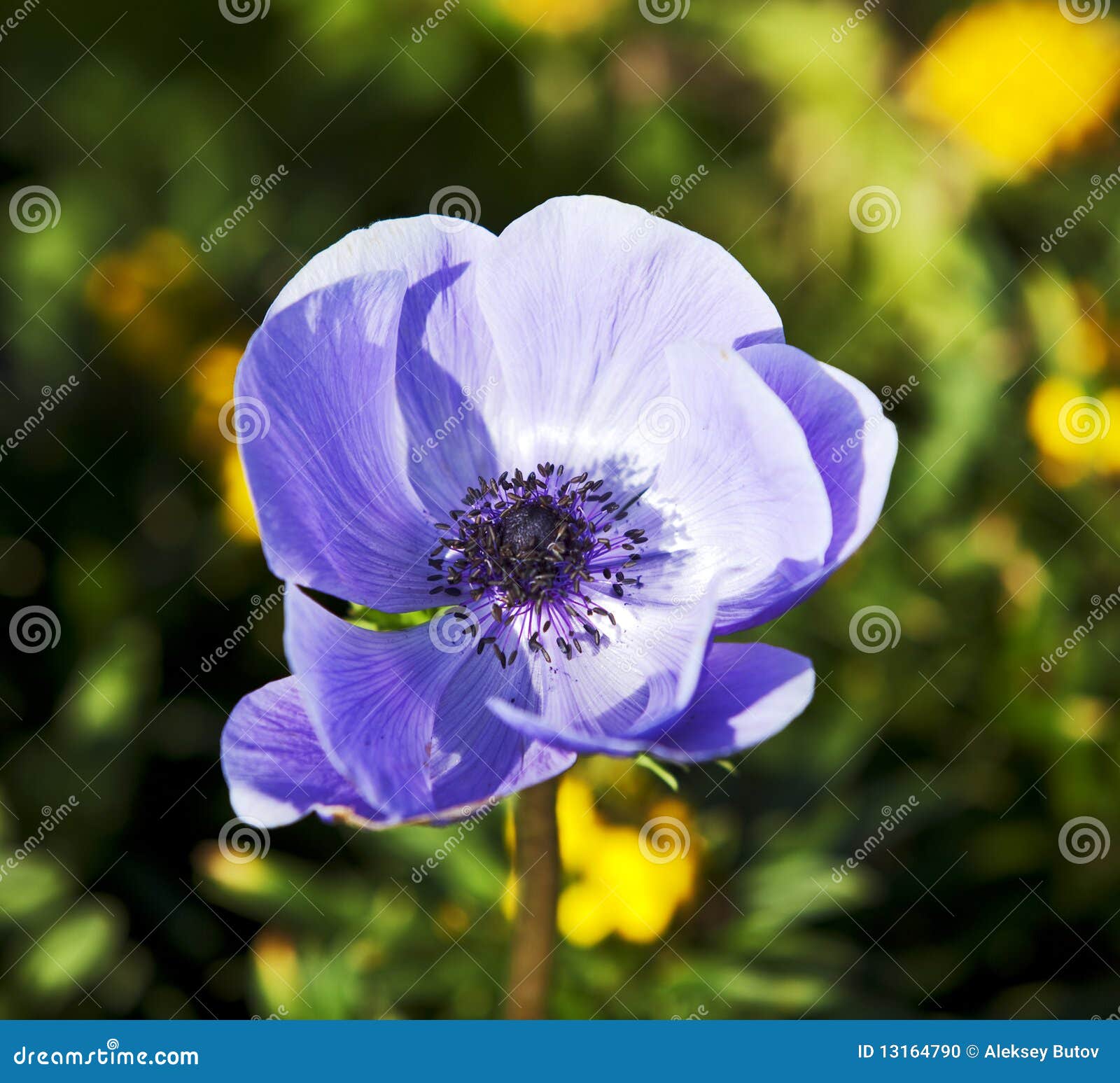 Colorful blue flower stock photo. Image of grass, leaf - 13164790