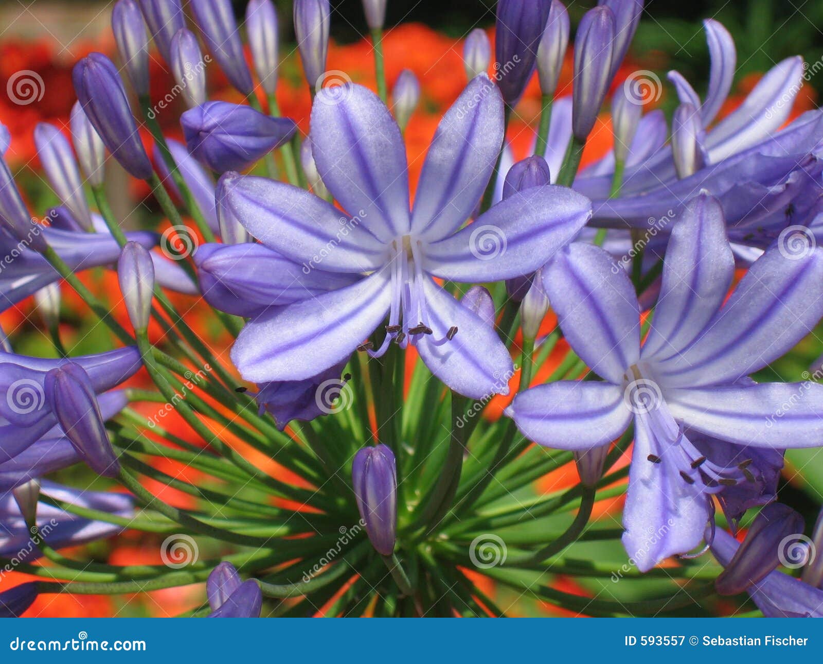 Colorful Blue Flowers in Bloom Stock Image - Image of nature ...