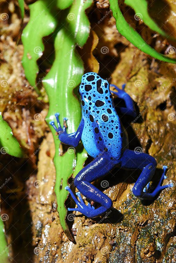 Colorful blue frog stock image. Image of aquatic, close - 18750859