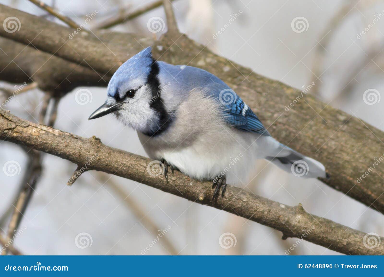 Colorful Blue Jay Bird Perched on a Tree Branch Stock Photo - Image of ...