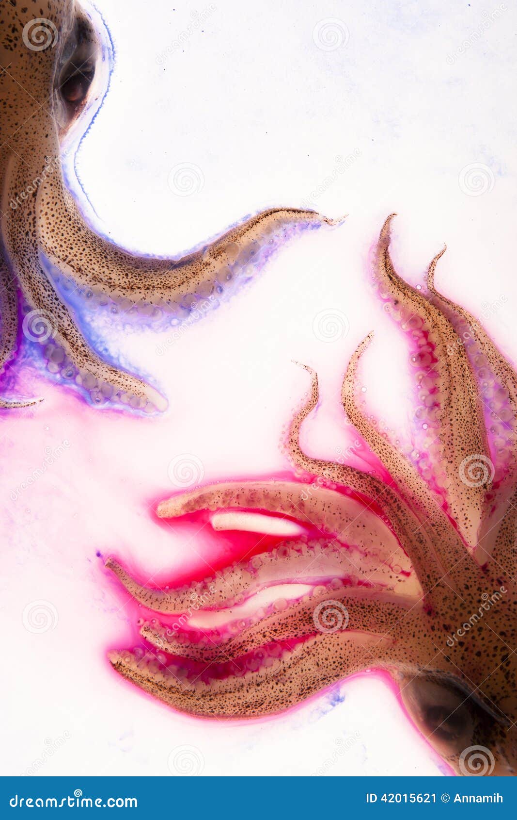 Colorful Blue and Pink Squids Stock Image - Image of artistic, colored ...