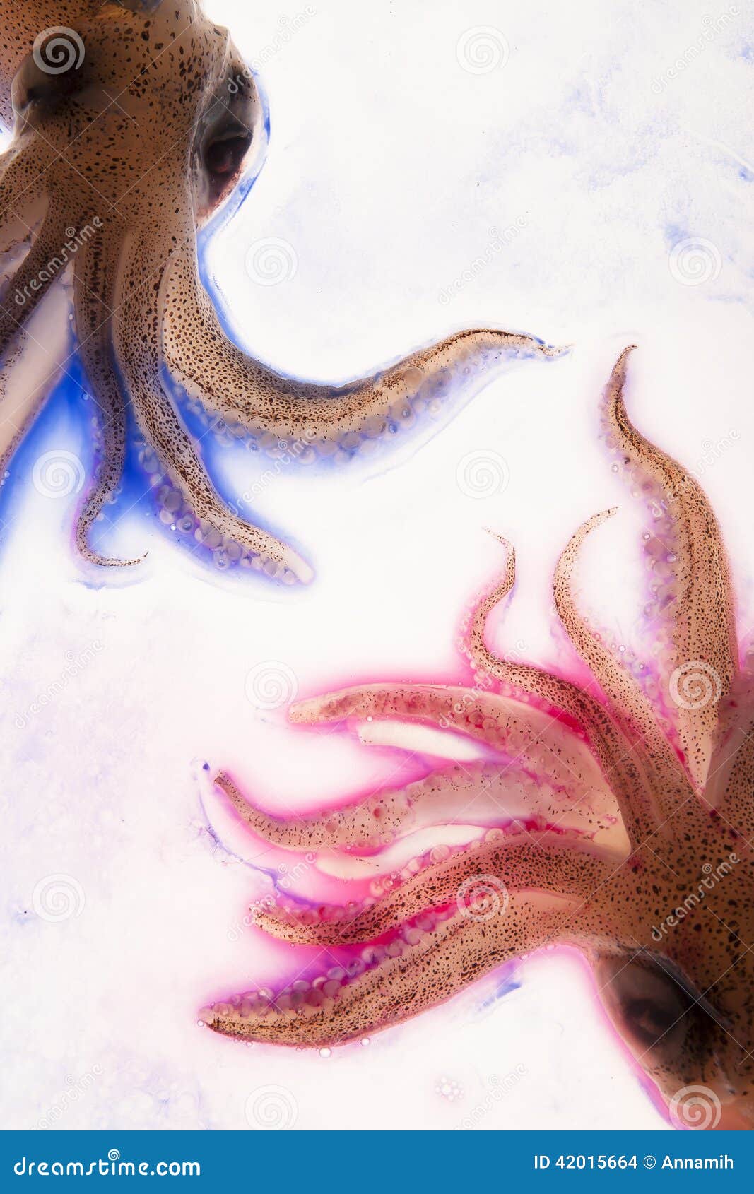 Colorful Blue and Pink Squids Stock Photo - Image of sqiuds, coloured ...