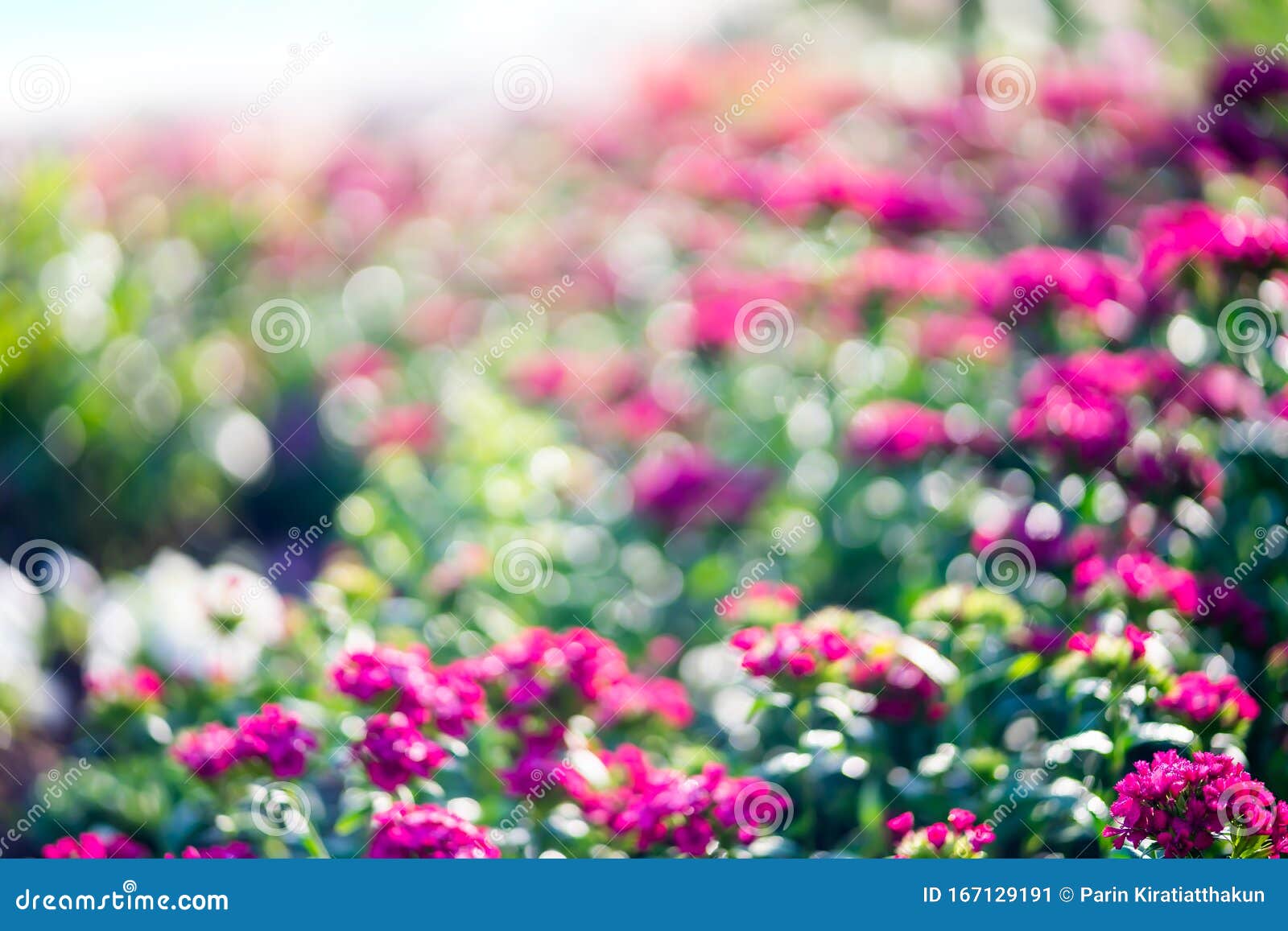 Colorful Blur Flowers in Garden Background Stock Image - Image of bokeh ...
