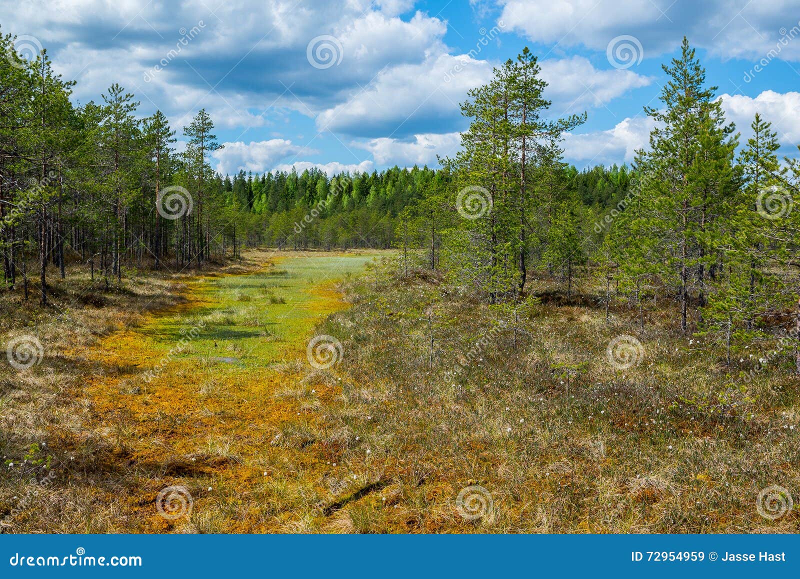 Colorful bog landscape stock image. Image of marsh, nature - 72954959