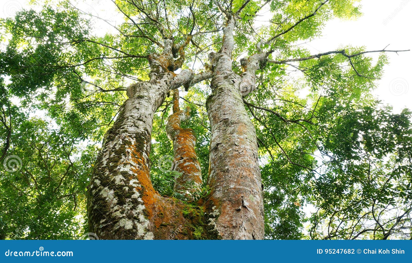 Colorful Borneo Tropical Jungle Tree Stock Photo - Image of leaves ...