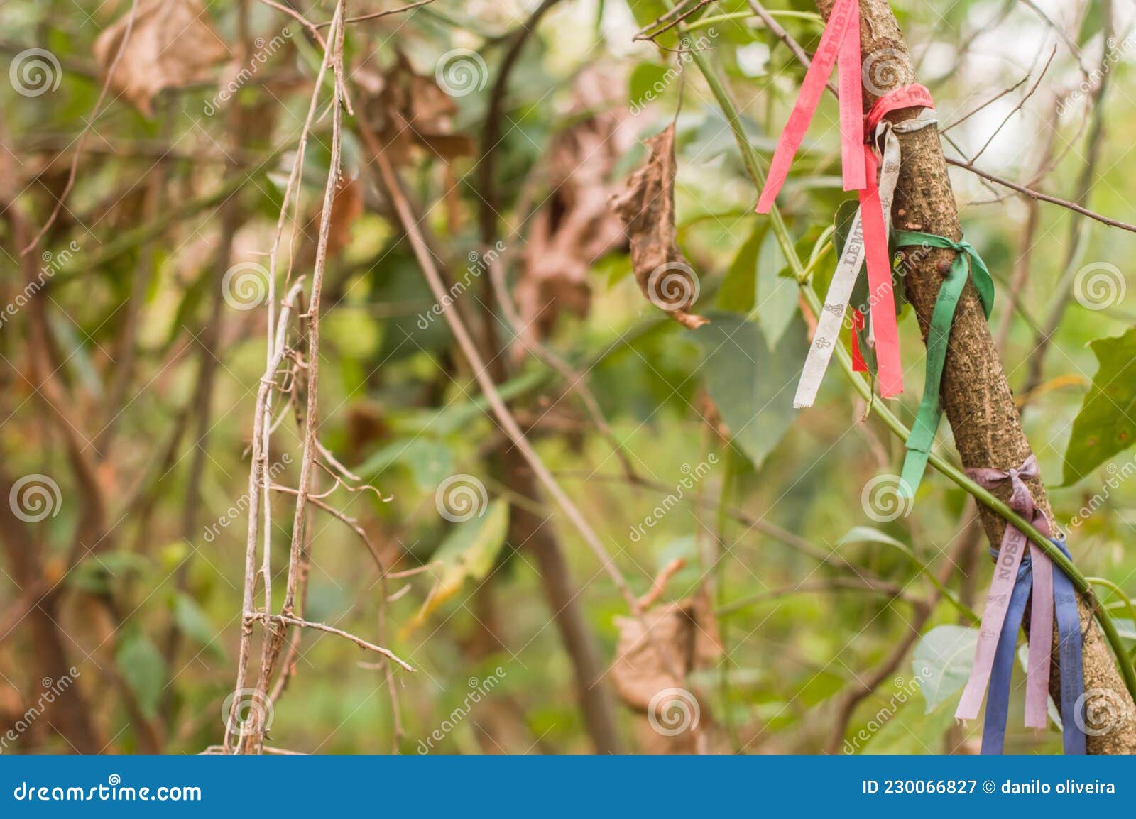 Colorful Bows Tied To a Tree in the Forest with Natural Light Stock ...
