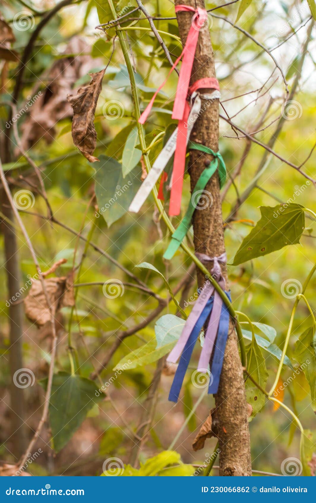 Colorful Bows Tied To a Tree in the Forest with Natural Light Stock ...