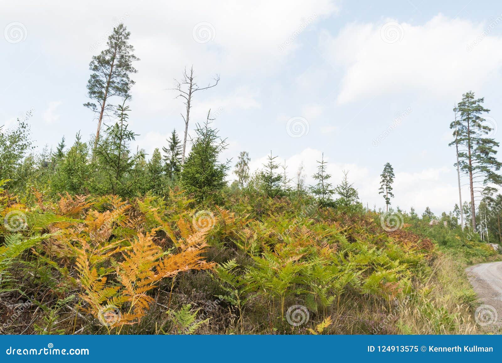 Colorful forest landscape stock image. Image of outdoor - 124913575