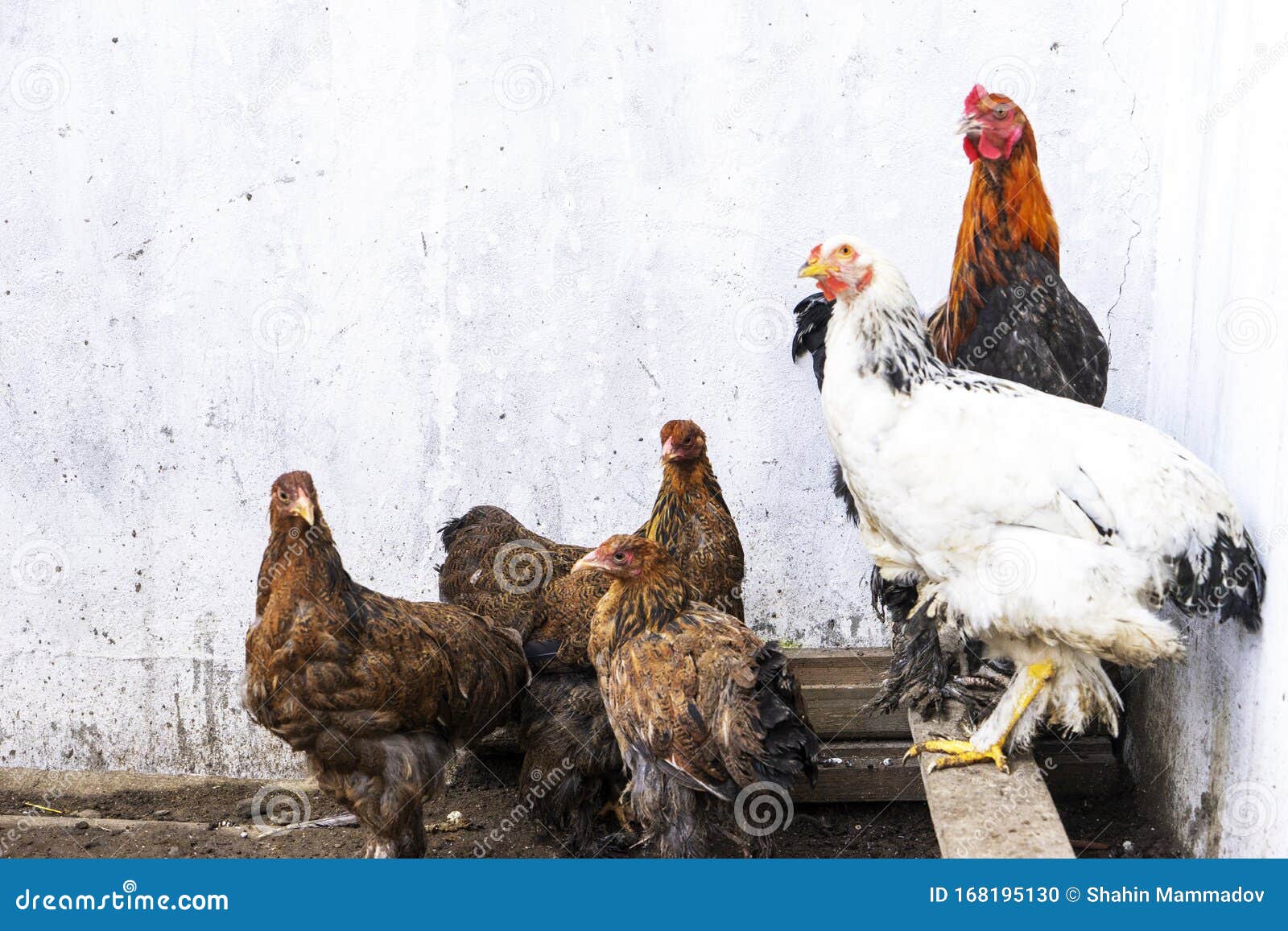 Colorful Brahma Chickens, Walking in the Yard Stock Photo - Image of ...