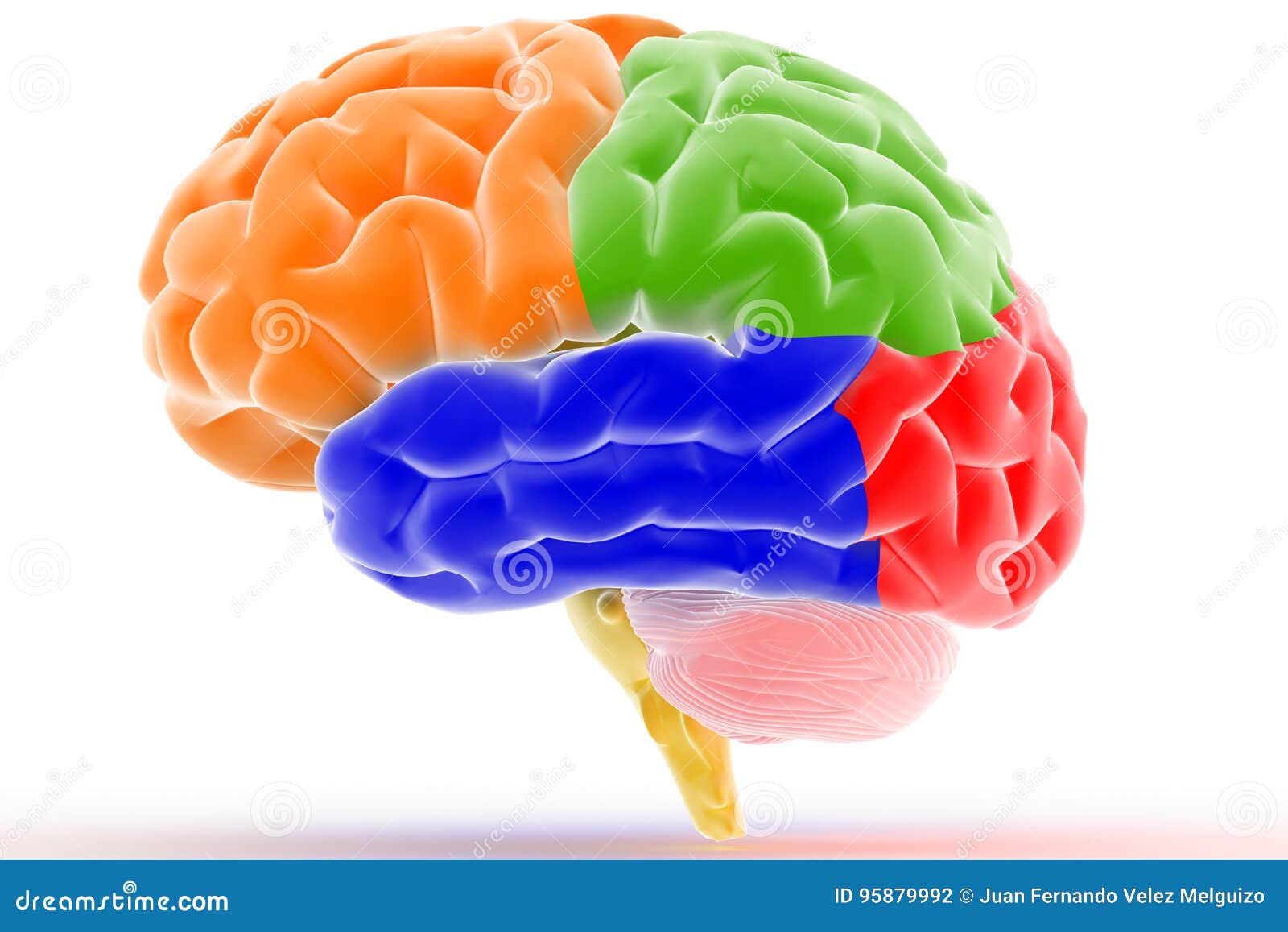Colorful Brain stock illustration. Illustration of sector - 95879992