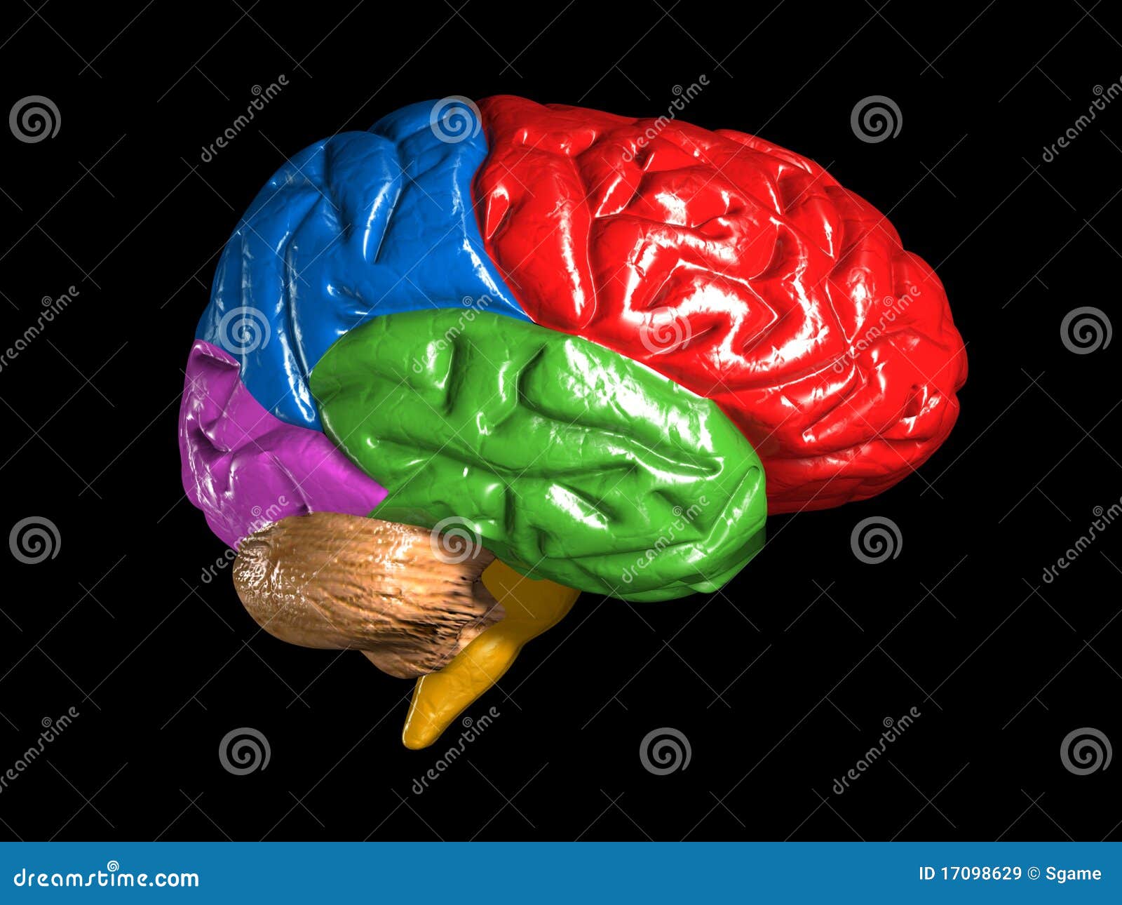 Colorful brain model stock image. Image of neurology - 17098629