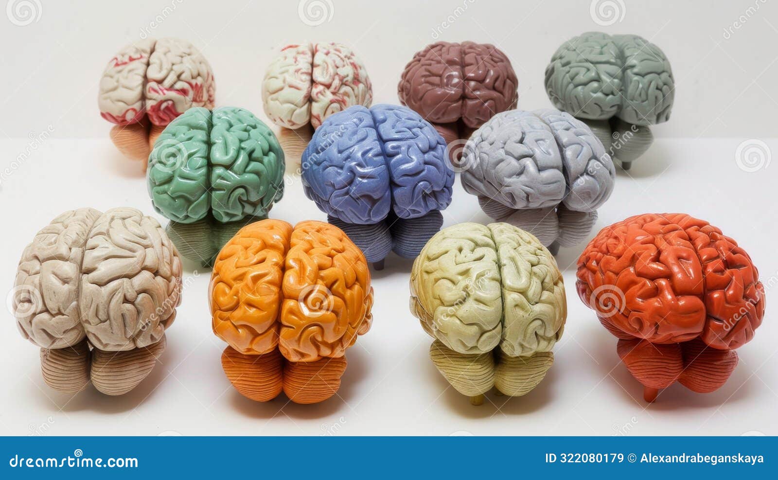 Colorful Brain Model Collection Display on White Background Stock ...