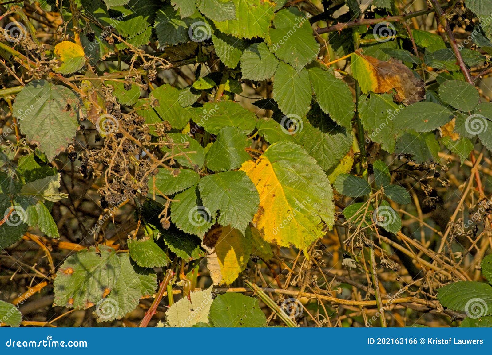 Colorful Bramble Leafs and Twigs - Rubus Stock Photo - Image of yellow ...